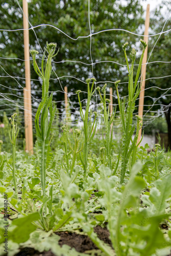 Cut flower netting. Plant support net. Using plastic garden netting to ...