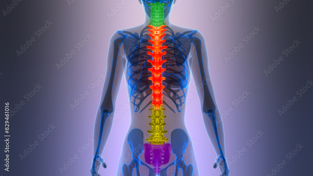 Spinal Cord Vertebral Column of Human Skeleton System Anatomy Stock ...