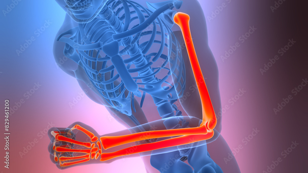 Human Skeleton System Upper Limb Bone Joints Anatomy Stock Illustration ...
