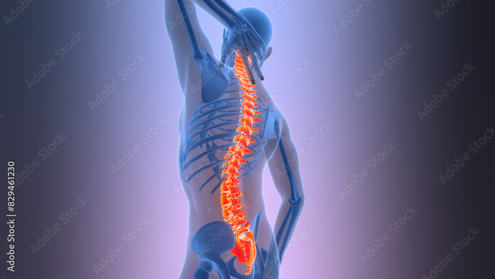 Spinal Cord Vertebral Column of Human Skeleton System Anatomy Stock ...