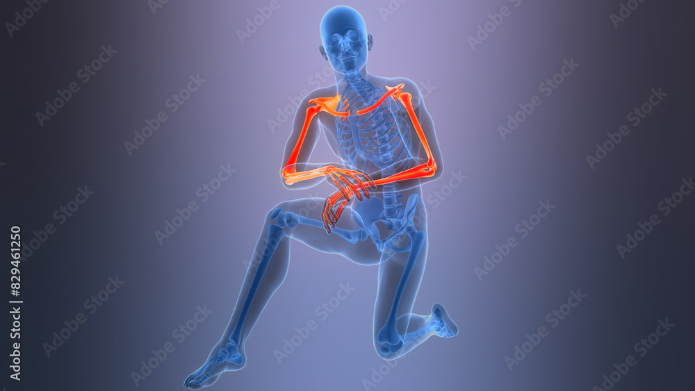 Human Skeleton System Upper Limb Bone Joints Anatomy Stock Illustration ...