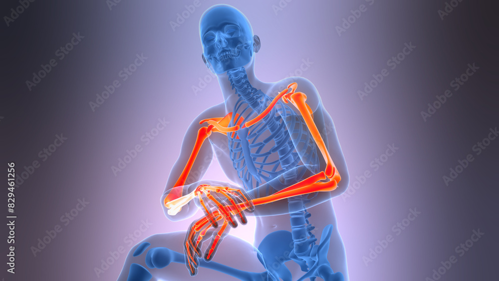 Human Skeleton System Upper Limb Bone Joints Anatomy Stock Illustration ...
