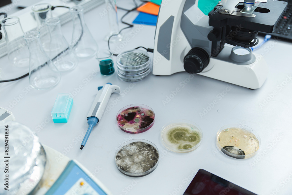 Fungus in petri dishes with pipette by microscope on desk at laboratory ...