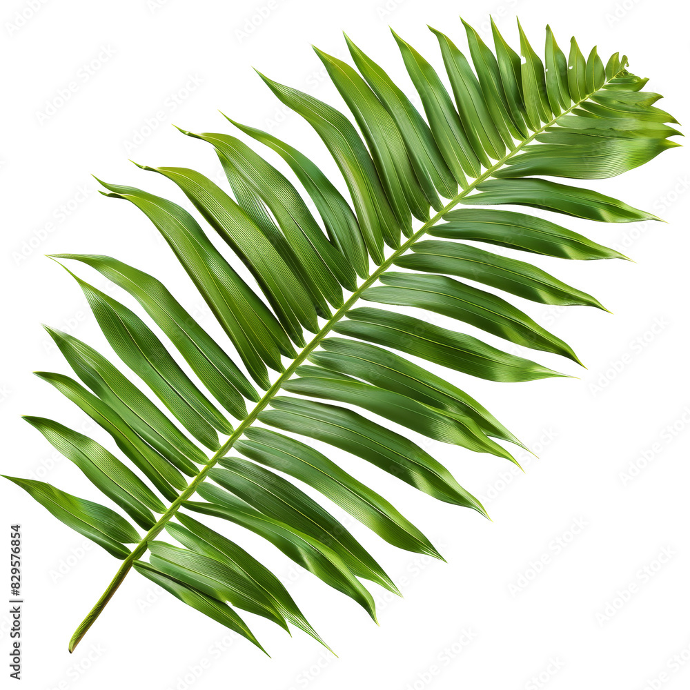 Sago Palm Leaf, single object, Di-Cut PNG style, ISOLATED transparent ...