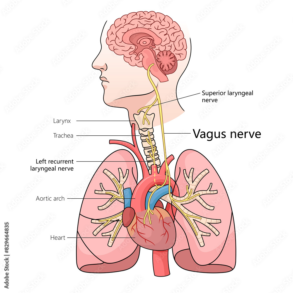 pathway of vagus nerve through human body, including its connection to ...