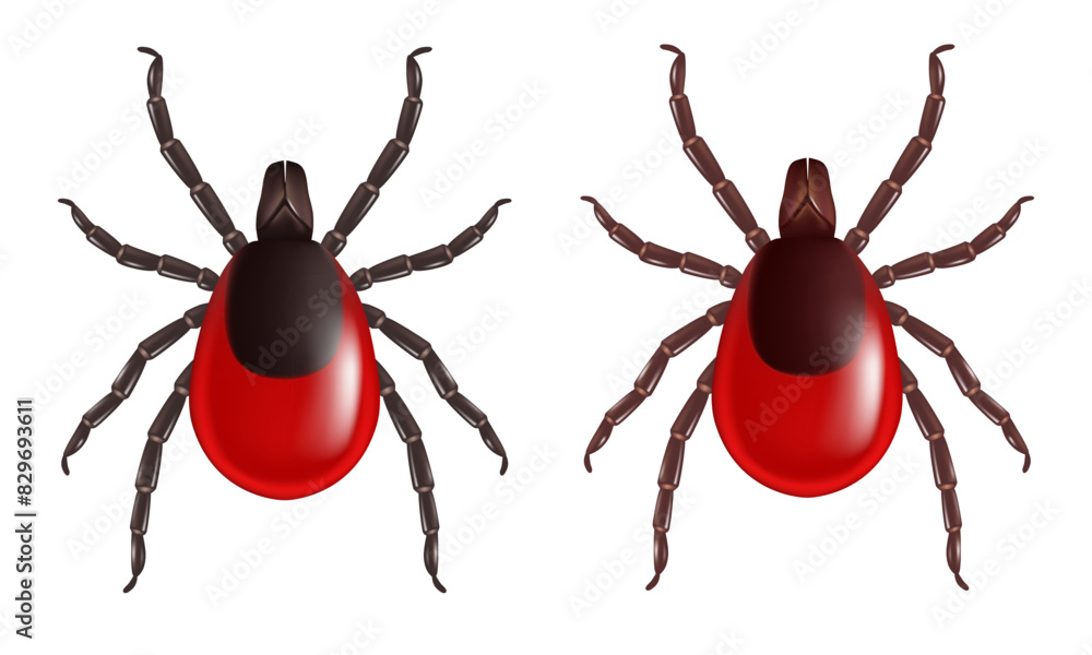Tick 3d Ticks Set Deer Tick Vector Clipart Isolated On White Background Stock Vector Adobe