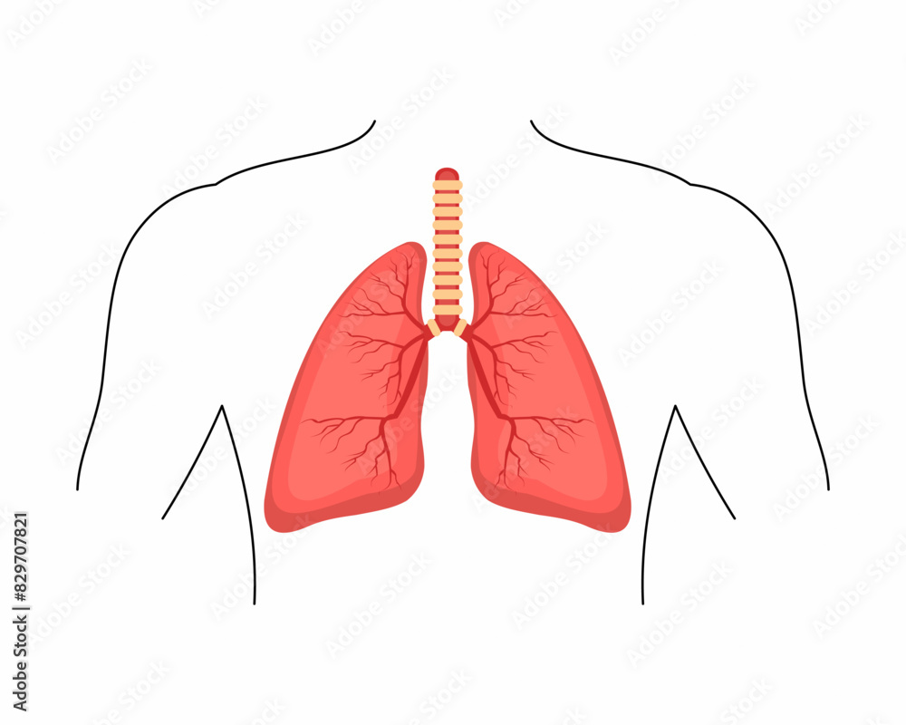 Drawing of the human lungs anatomy Lungs trachea bronchi and ...