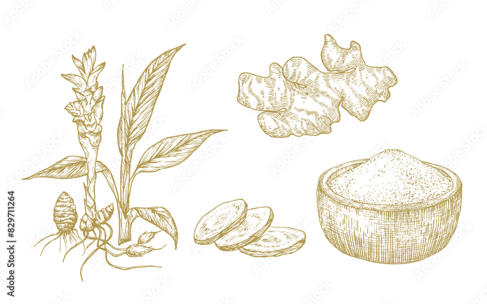 Turmeric Vector Illustrations Collection. Hand Drawn Tumeric Curry ...