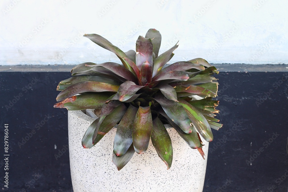 Bromelia. Red Bromelia. Green Bromelia in a modern shaped stone pot or ...