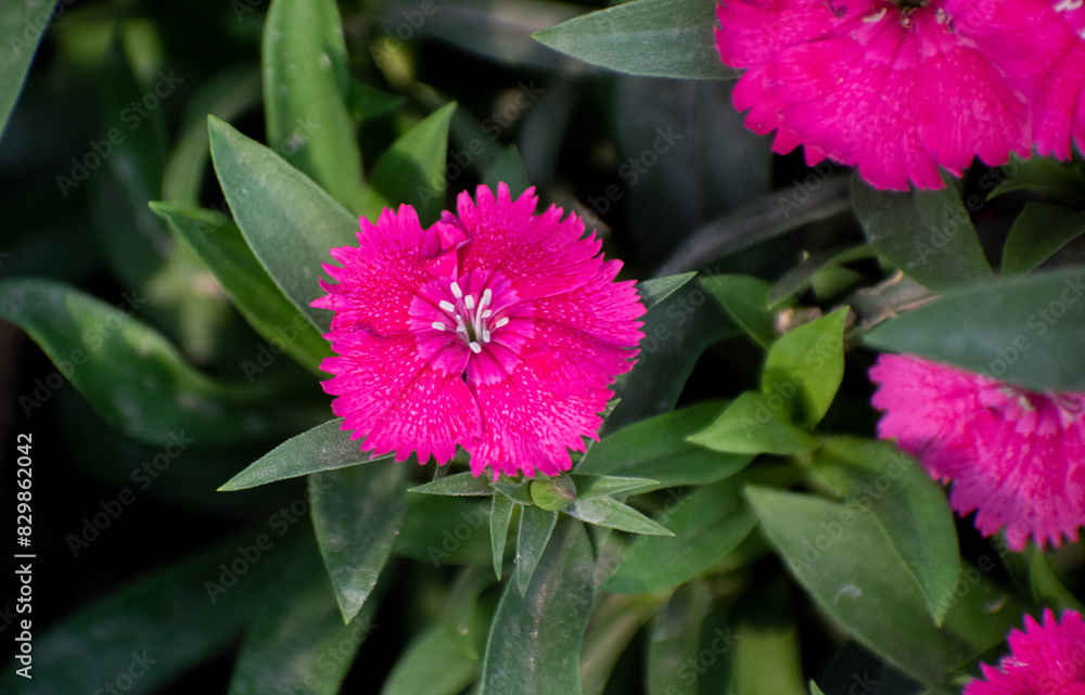 Dianthus chinensis, commonly known as rainbow pink or China pink is a ...