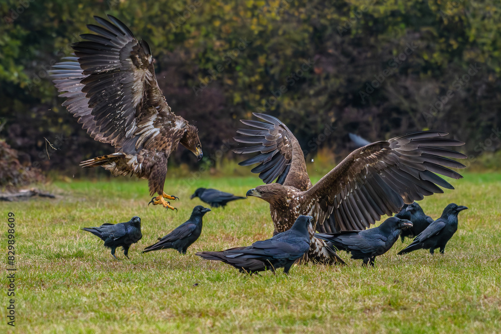 White Tailed Eagle (Haliaeetus albicilla) in flight. Also known as the ...