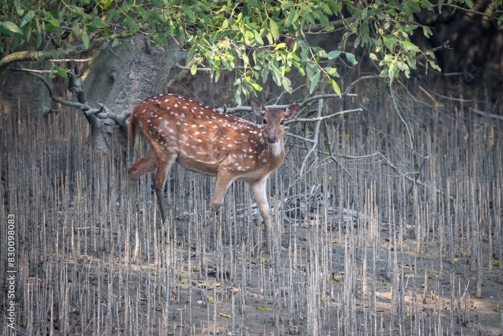 Wild spotted deer(female).spotted deer or chital deer is a deer species ...