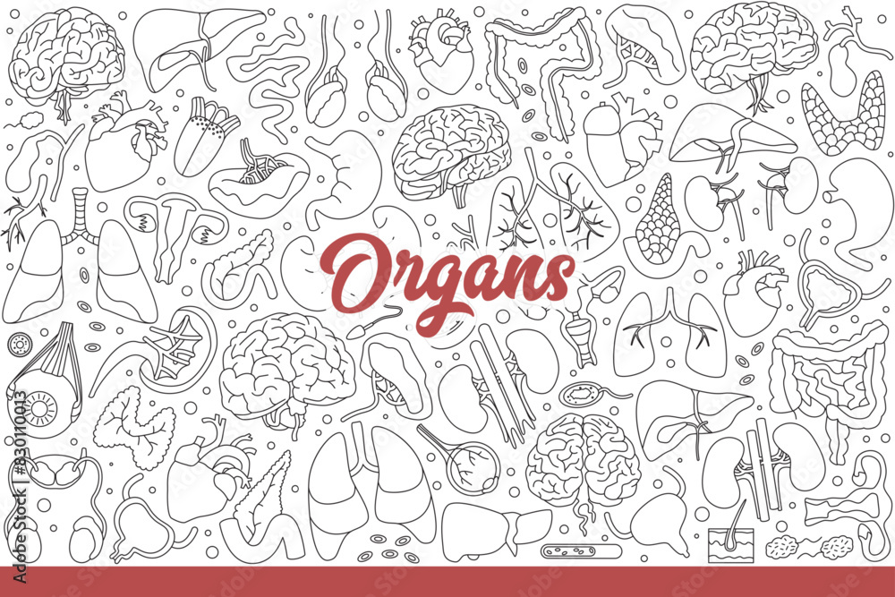 Human organs to study anatomy and physiology or identify causes of ...