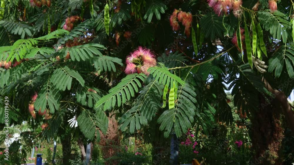 Bright pink flowers of Albizia Saman (Samanea Saman, Rain Tree, Cow ...
