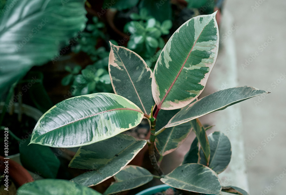 Variegated leaves of Ficus Elastica Tineke Rubber Plant. Boasting ...