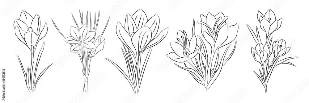 Crocus flower line art drawing. Hand drawn black ink sketch. Modern ...