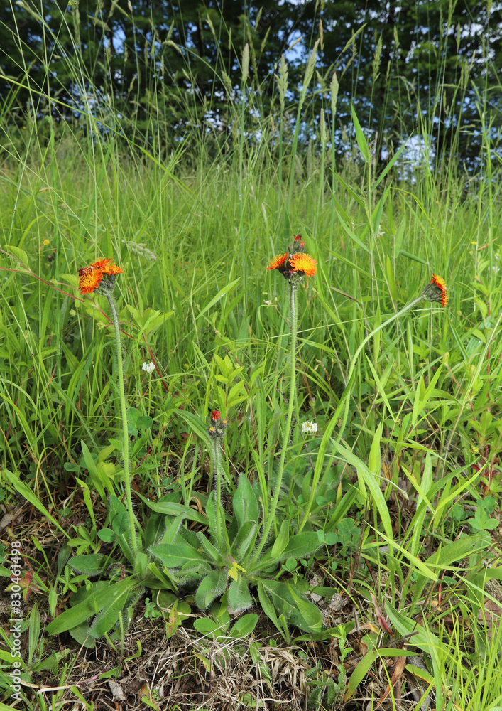 Several blooming Orange Hawkweed (Pilosella aurantiaca) plants growing ...