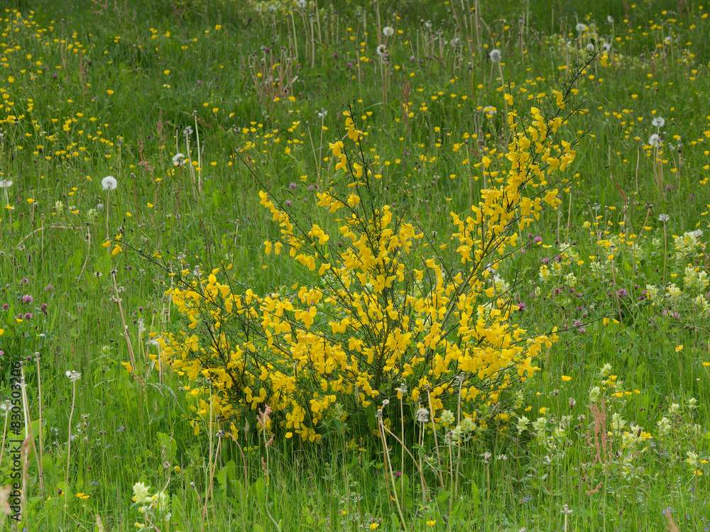 A shrub of Common broom or Scottish broom (Cytisus scoparius) in a ...
