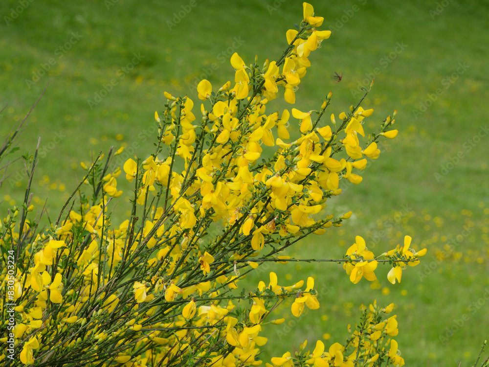 (Cytisus scoparius) Common broom or Scotch broom shrub with a profusion ...