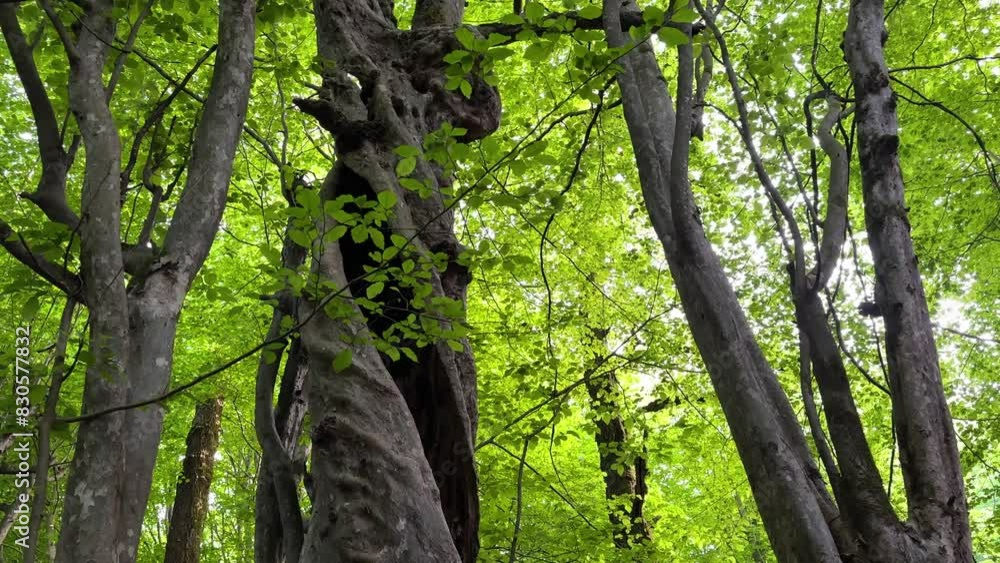 Vidéo Stock Twisted spiral tree trunk in Hyrcanian forest in summer ...