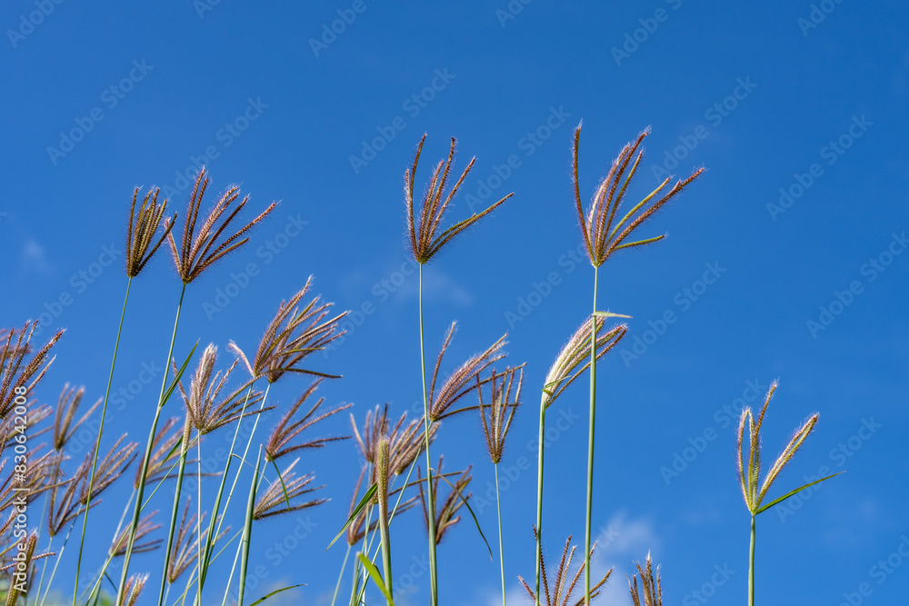 Chloris barbata (syn. Chloris inflata), the swollen fingergrass or ...