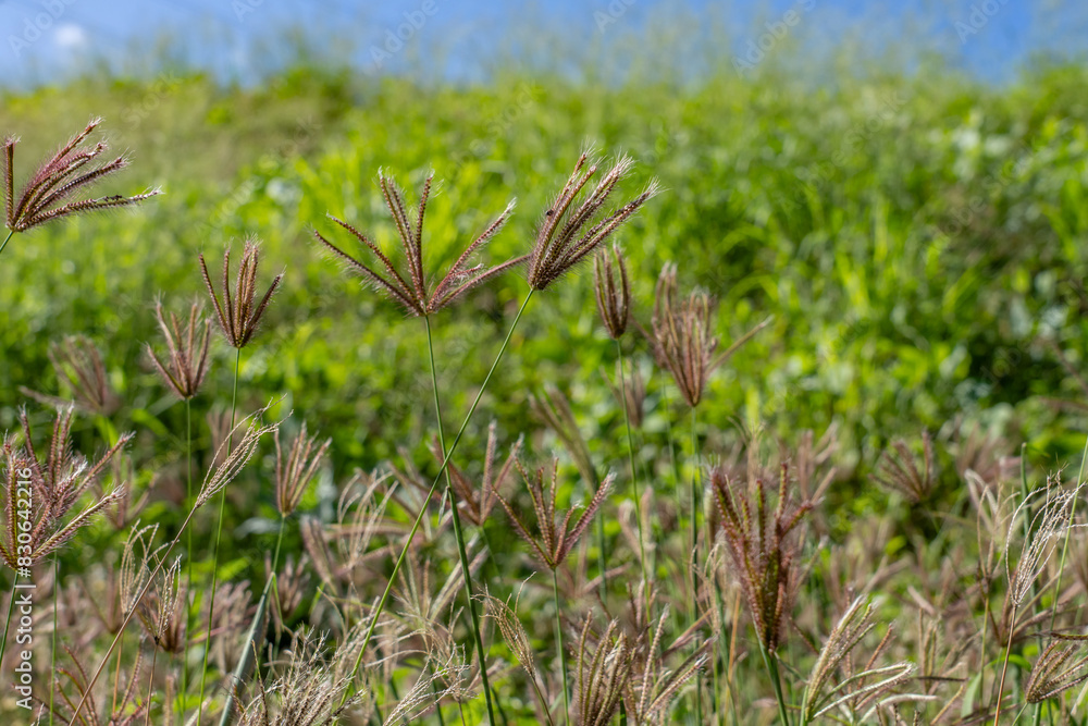 Chloris barbata (syn. Chloris inflata), the swollen fingergrass or purpletop chloris, is a ...