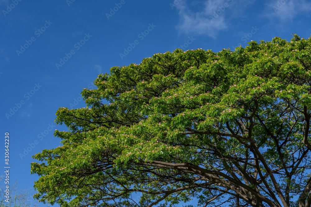 Samanea saman is a species of flowering tree in the pea family, Fabaceae, saman, rain tree and ...