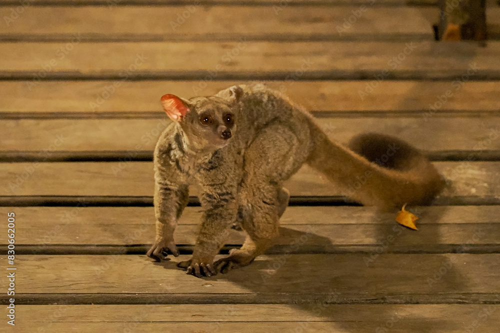 Zanzibar bushbaby, Matundu dwarf galago, Udzungwa bushbaby, or Zanzibar ...