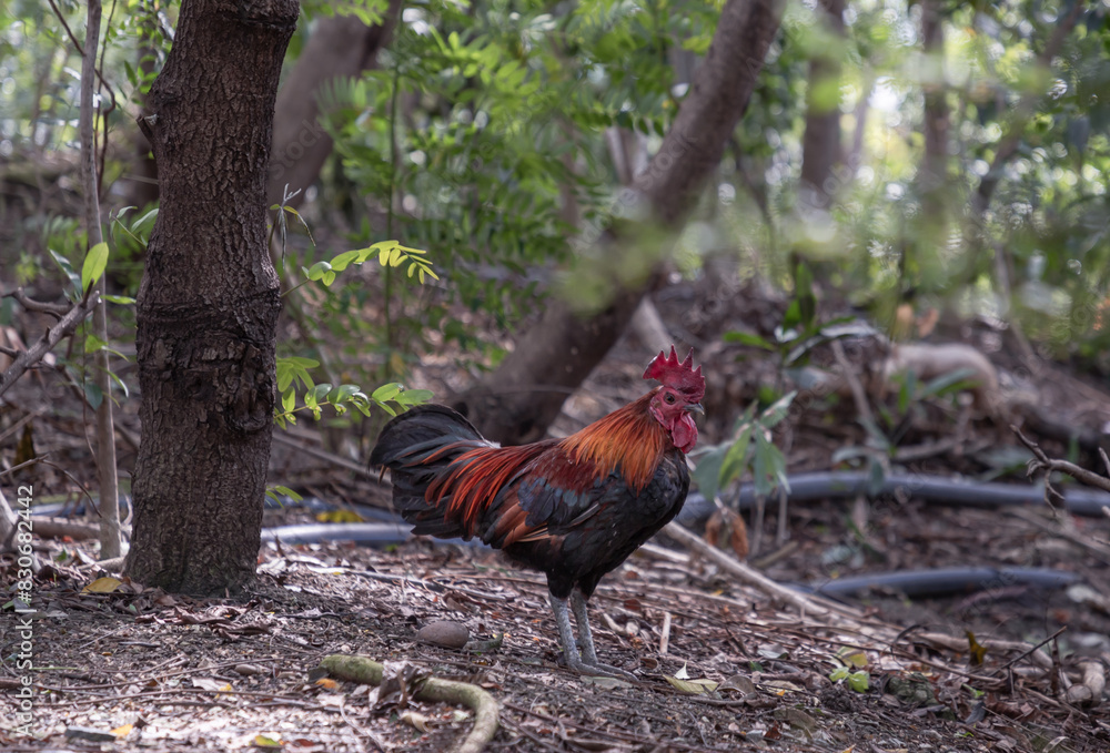 Red junglefowl is on the ground of the jungle. The beautiful Rooster is ...