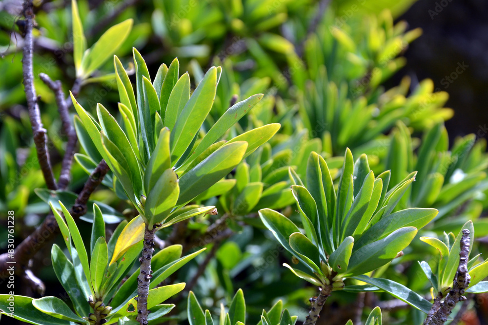 Daphne mezereum, commonly known as mezereum, mezereon, February daphne ...