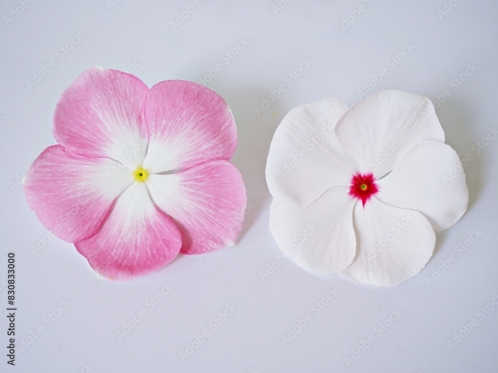 Pink flower Periwinkle Madagascar ,Catharanthus roseus ,bright eyes ...
