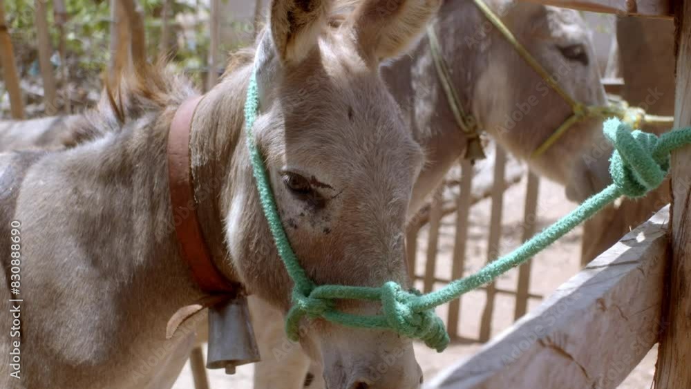 Cute, adorable donkeys tied-up, Equus asinus species, Equidae family ...