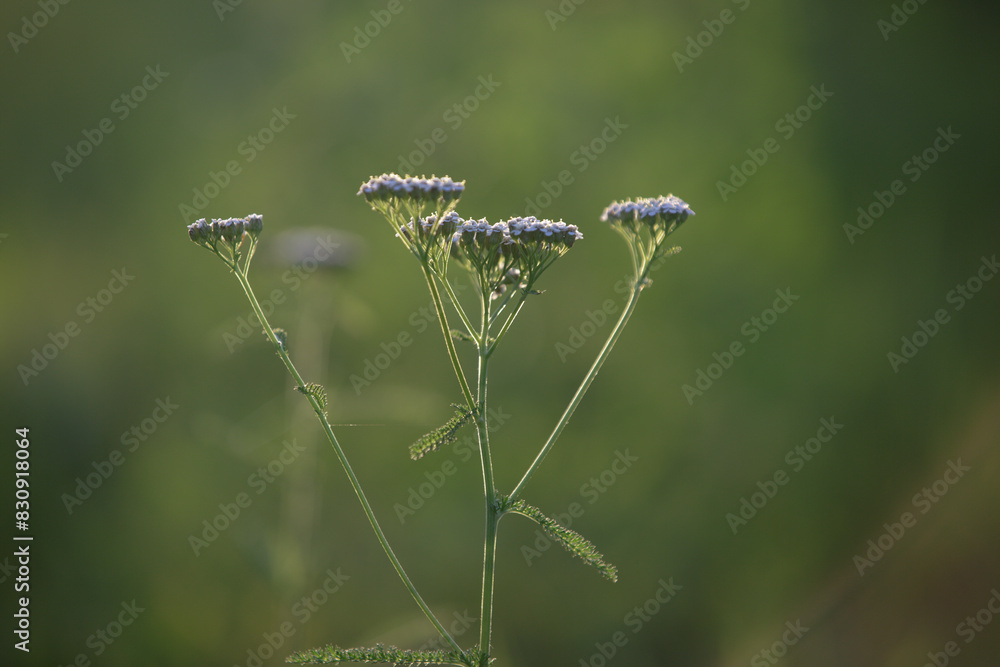 Achillea millefolium flower. Western yarrow. Common Achillea ...