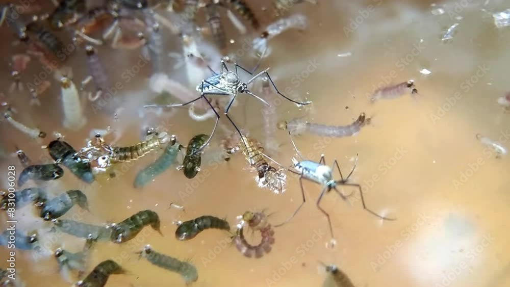 Mosquitoes lay eggs in dirty water, mosquito eggs hatch into mosquito ...