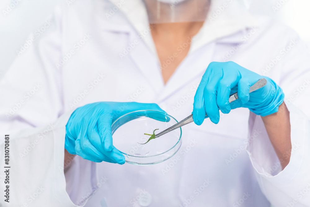 Biochemistry asian Scientist women working plants tissue culture ...