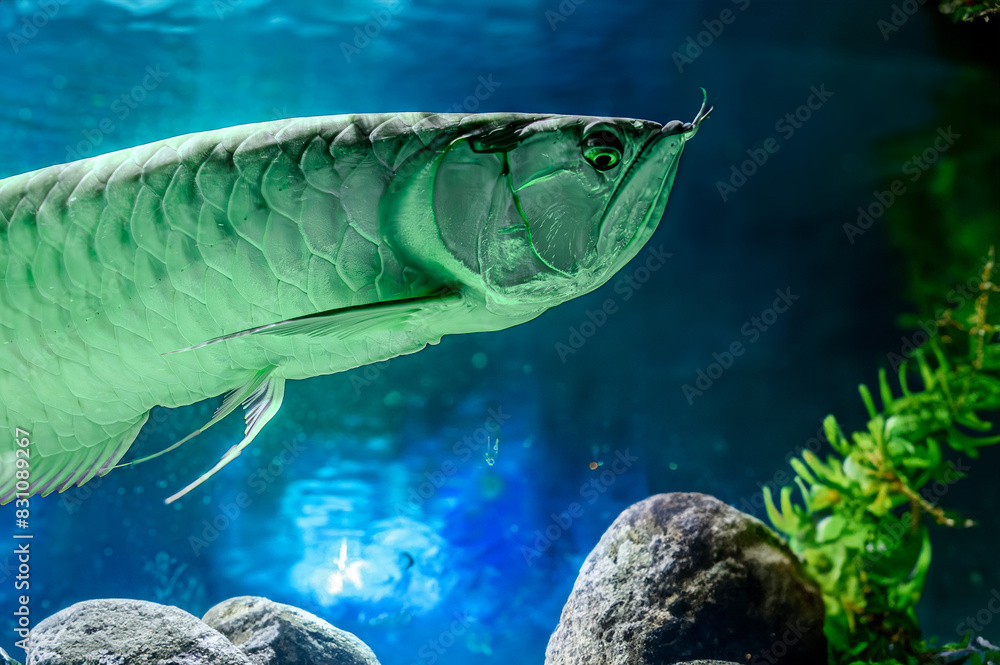 Silver arowana in black background Osteoglossum bicirrhosum. South ...