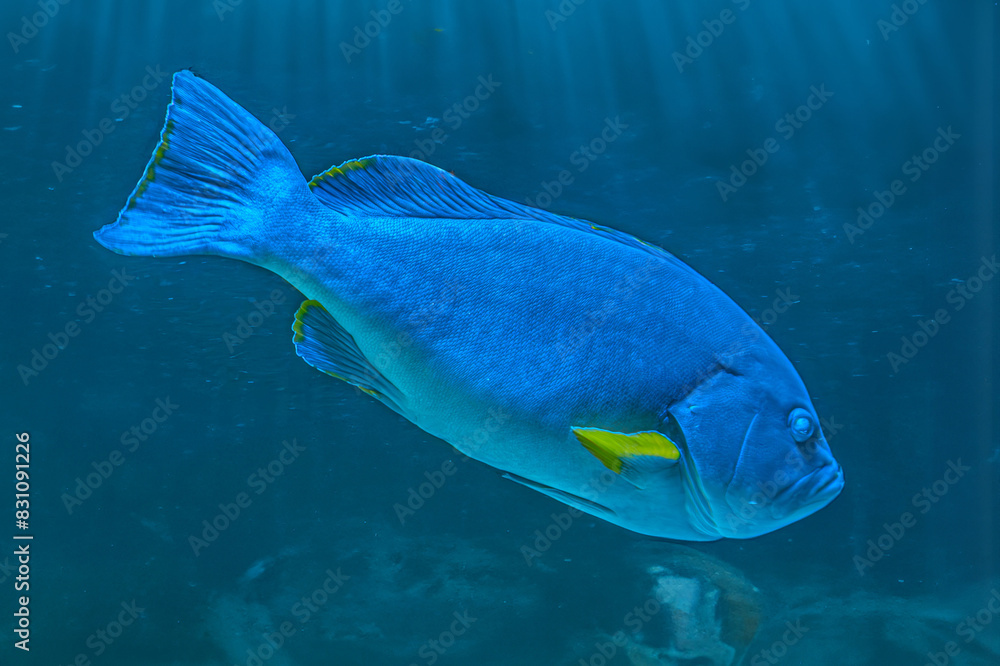 Giant grouper fish swimming in dark Epinephelus flavocaeruleus, blue ...