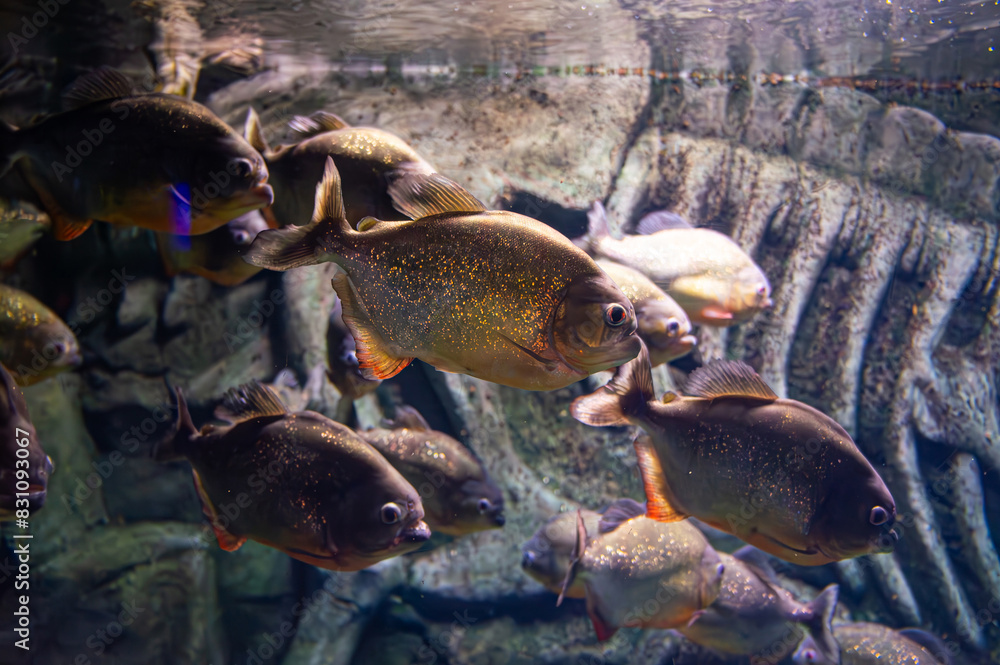 Red-bellied piranha. A swarm of piranha fish. Relatively dangerous ...