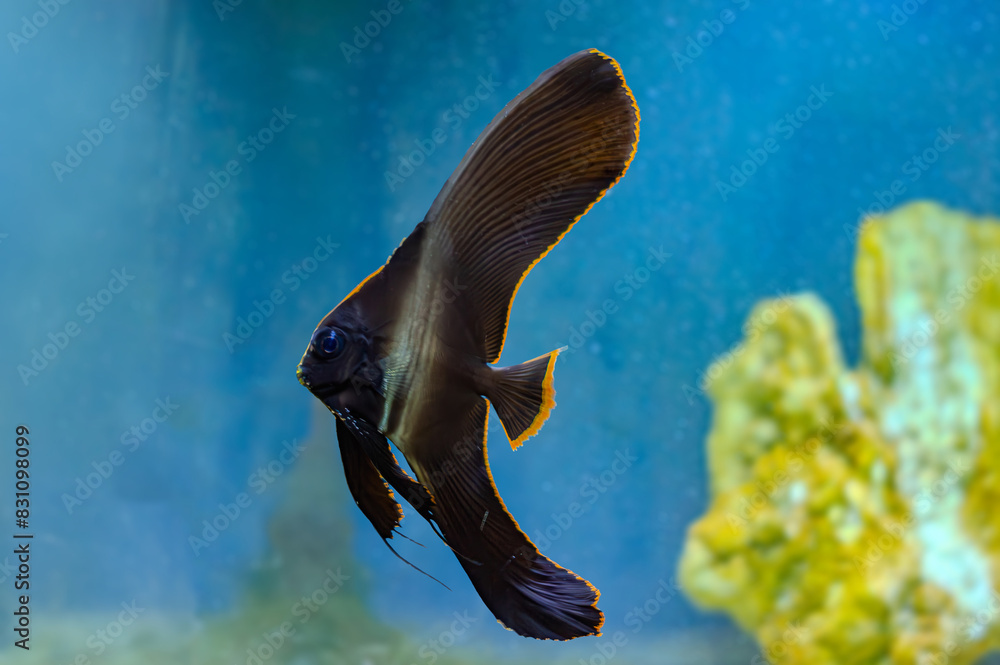 juvenile Platax pinnatus, also known as the pinnate spadefish, pinnate ...