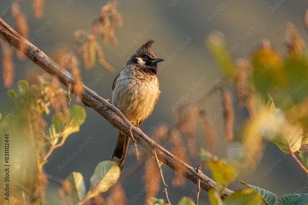 Meet the Himalayan Bulbul, scientifically known as Pycnonotus ...