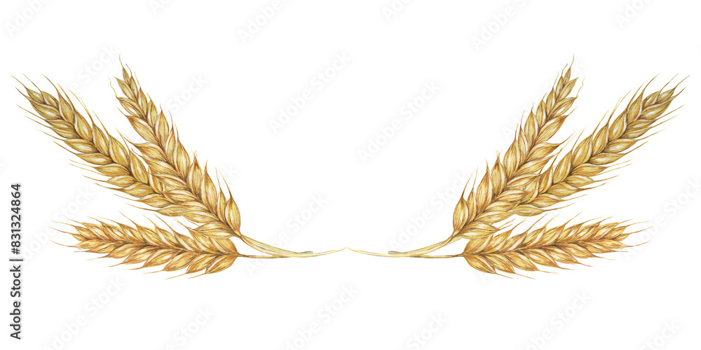 Wheat ears, stalks of barley golden cereal grain spikes. Watercolor illustration for bread, beer ...