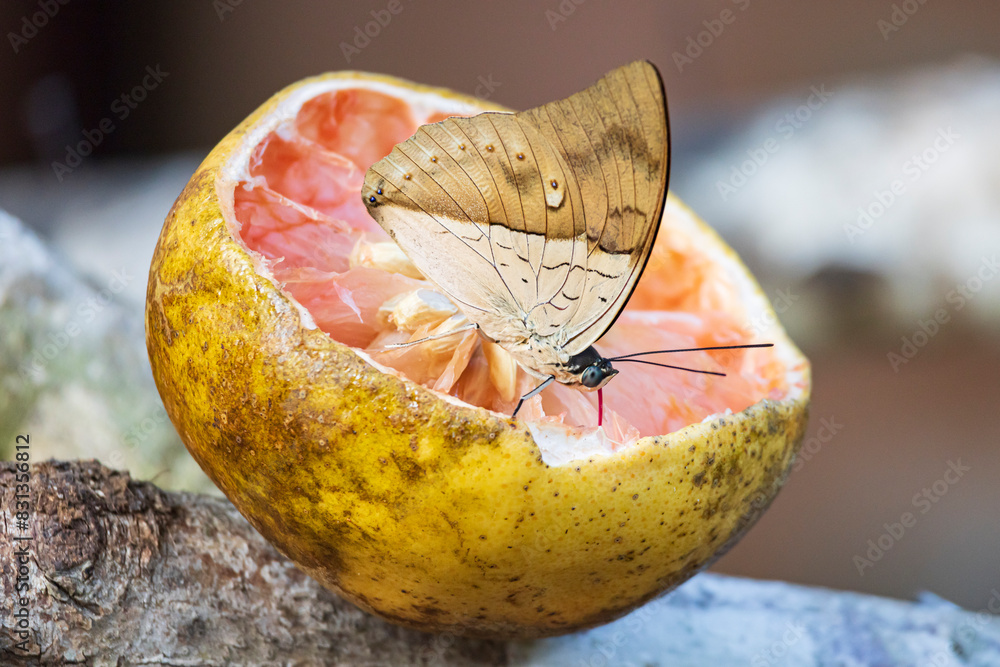 White-spotted Prepona (Archaeoprepona amphimachus) butterfly eating ...
