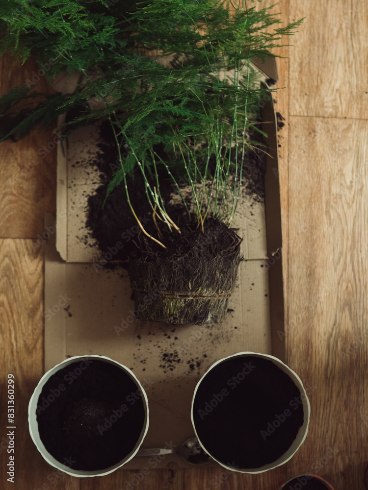 Foto de Plant division: Vertical straight from above close up shot of ...