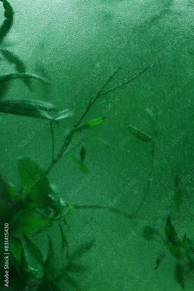 Artistic Photography of Trees and Foliage in a Botanical Garden ...