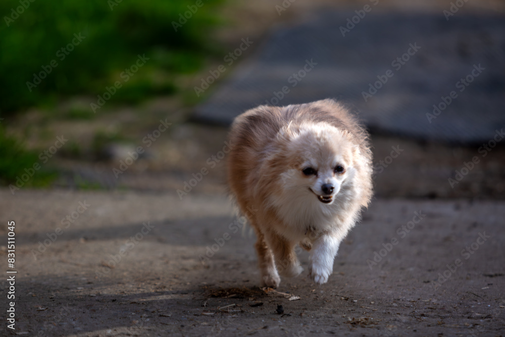 Small fluffy dog running towards camera, Image shows a crossbred dog ...