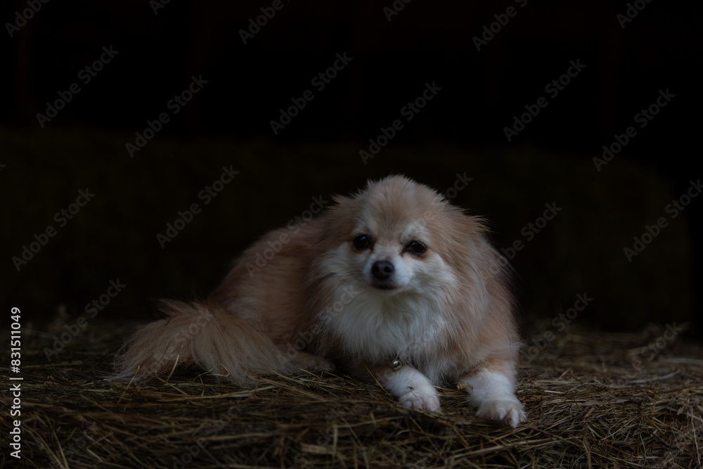 Small fluffy dog on top of a hay bale, Image shows a crossbred dog ...