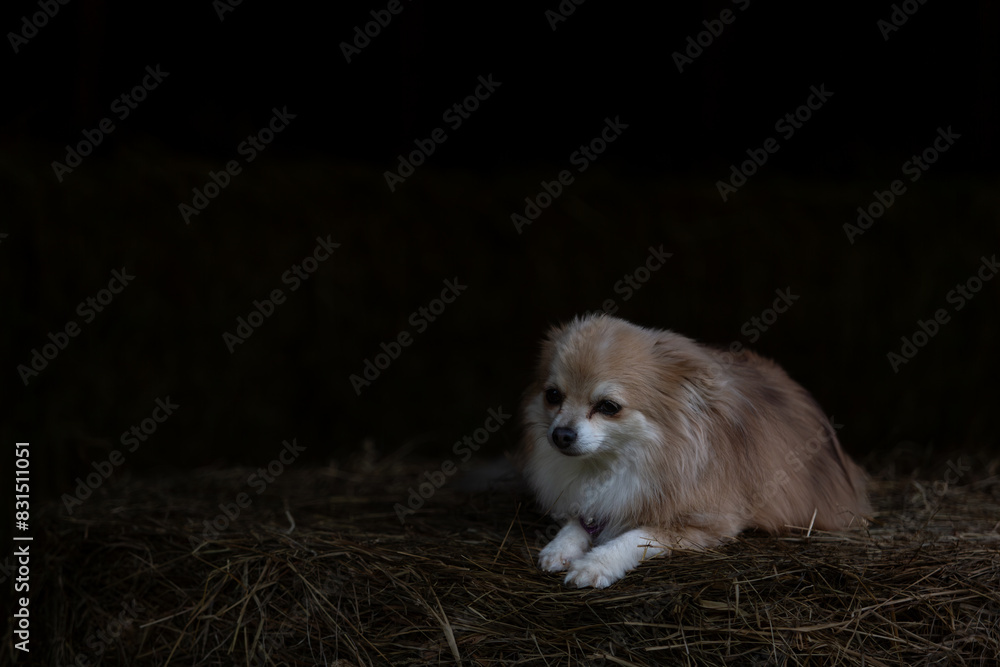 Small fluffy dog on top of a hay bale, Image shows a crossbred dog ...
