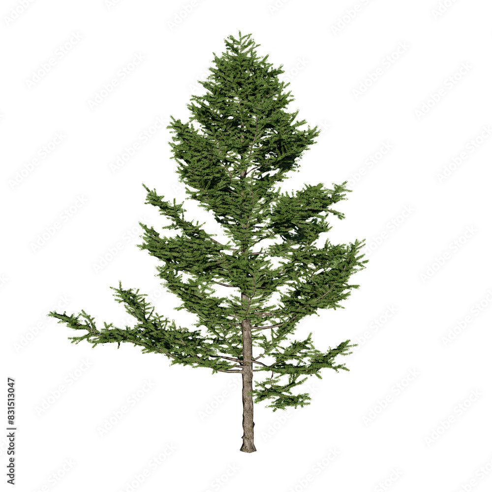 Larix kaempferi tree, the Japanese larch or karamatsu in Japanese, is a ...