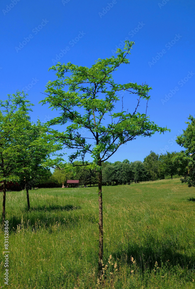 Honey locust, (Gleditsia Triacanthos - Three-thorned pine needle ) - a ...