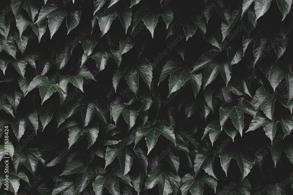 Parthenocissus tricuspidata commonly called Boston ivy, Vine growing on ...